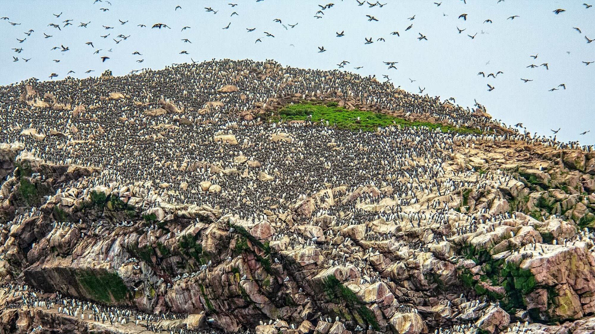 Why Are There No Snakes on the Island of Newfoundland? | Adventure Canada