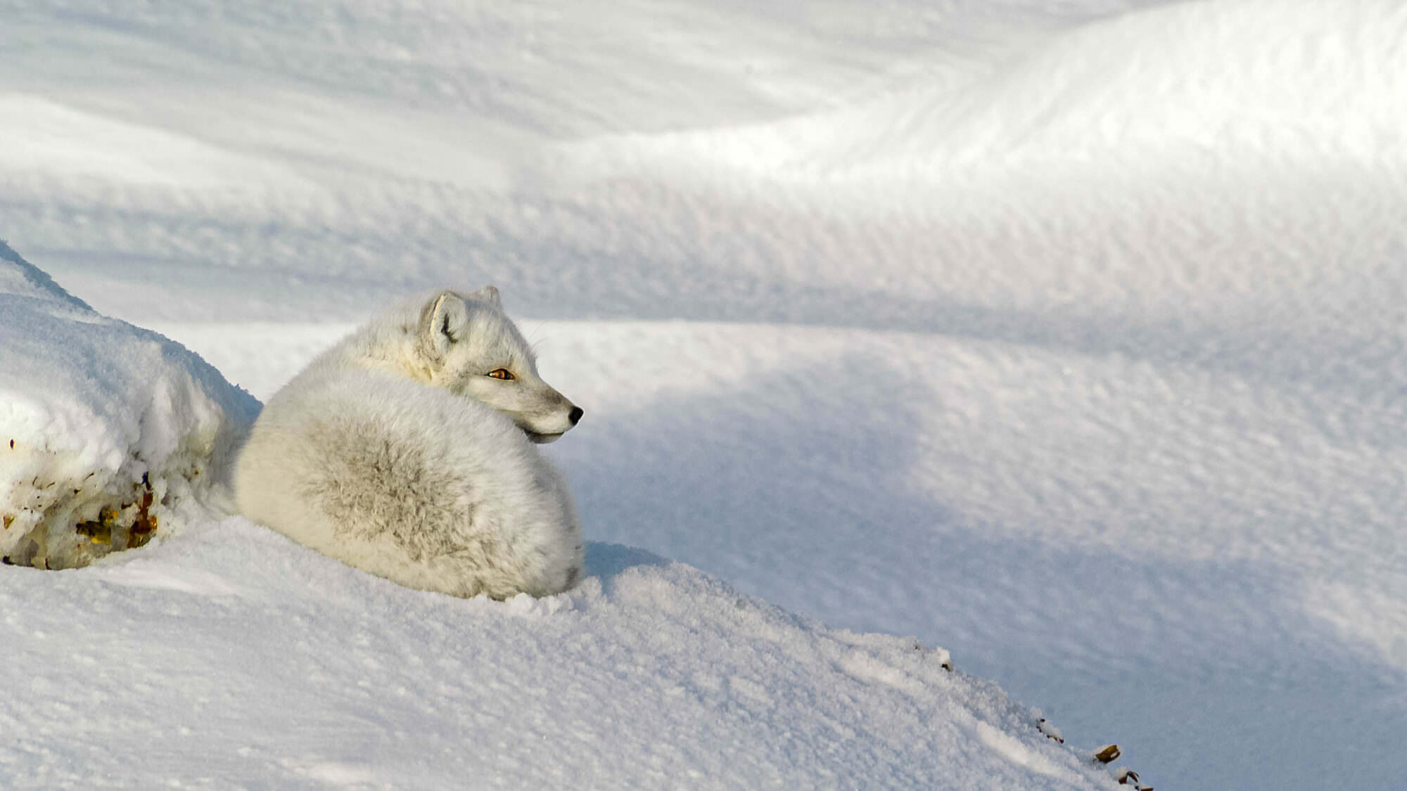 Coping with the Cold: Strategies of Arctic Birds and Mammals ...