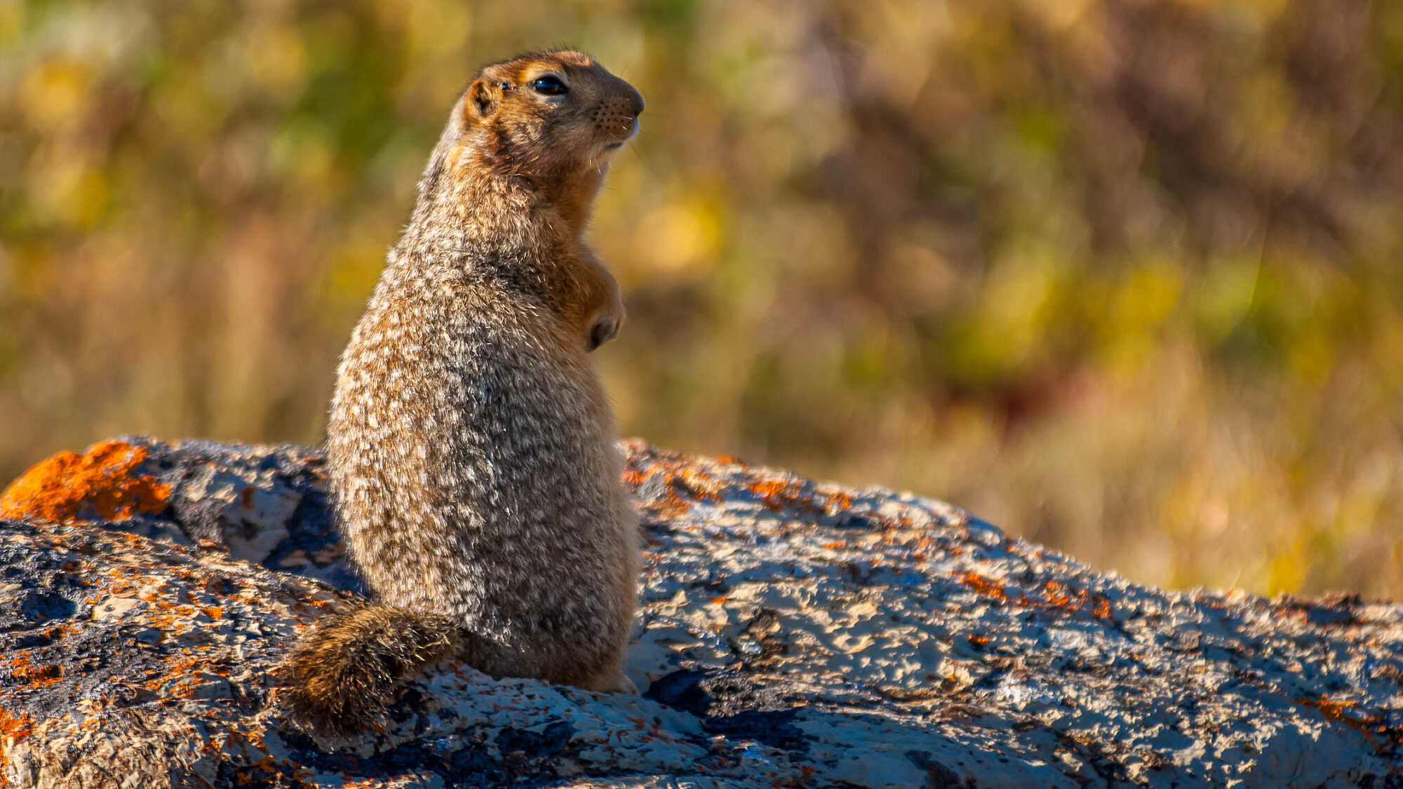 Coping with the Cold: Strategies of Arctic Birds and Mammals ...