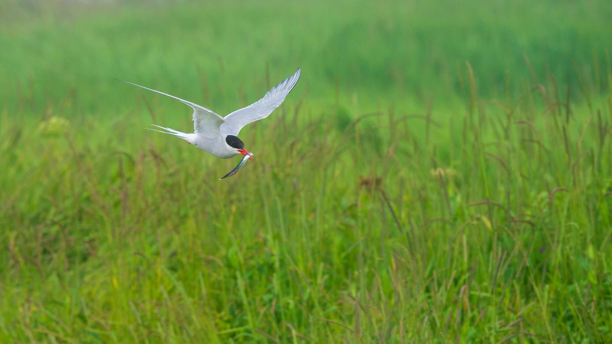 Eighteen Birds to Spot in Atlantic Canada | Adventure Canada