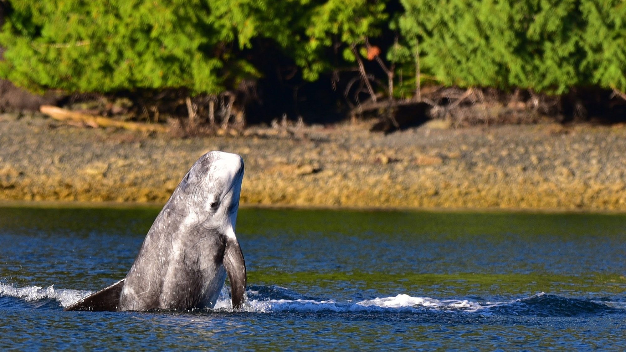 Haida Gwaii: Where Curiosity Meets Connection | Adventure Canada