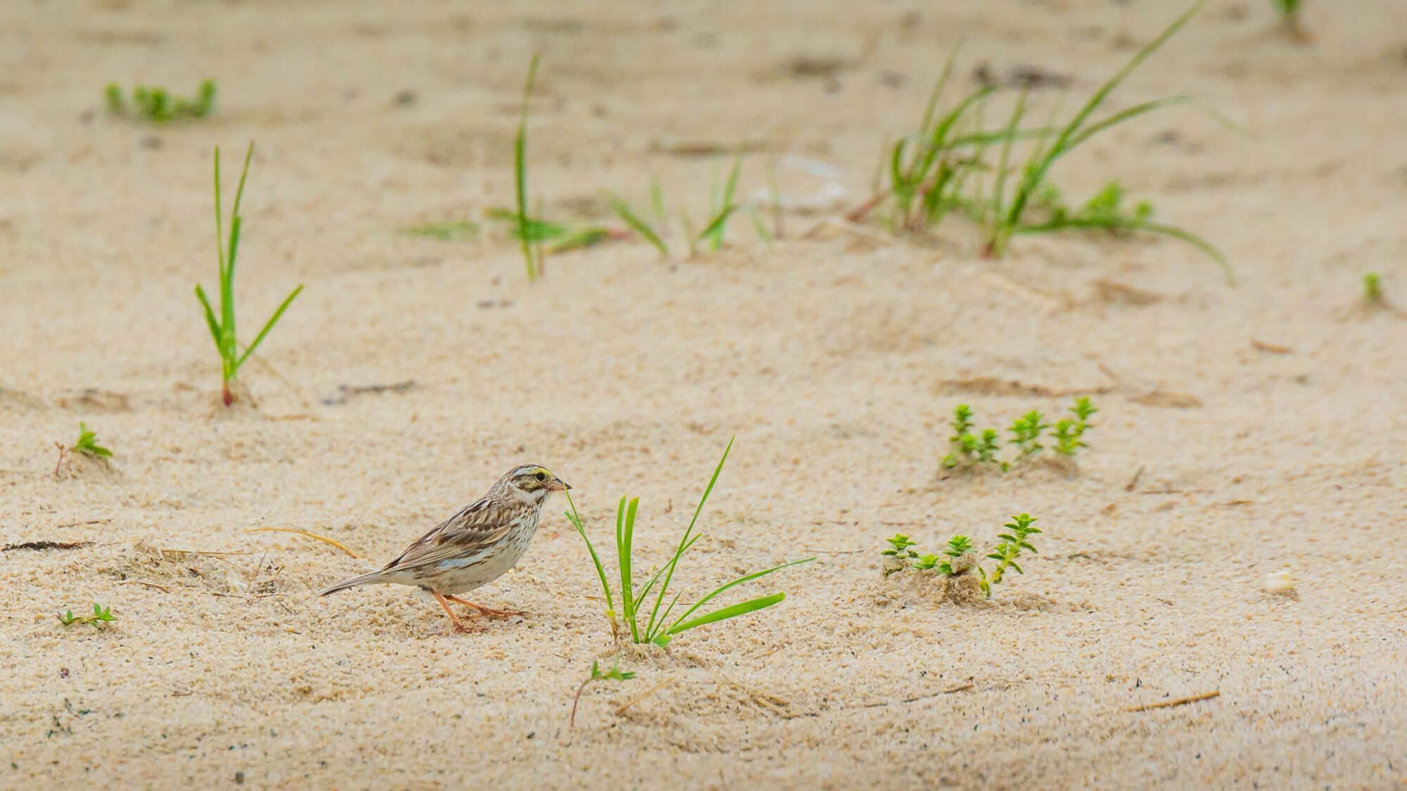 Eighteen Birds to Spot in Atlantic Canada | Adventure Canada