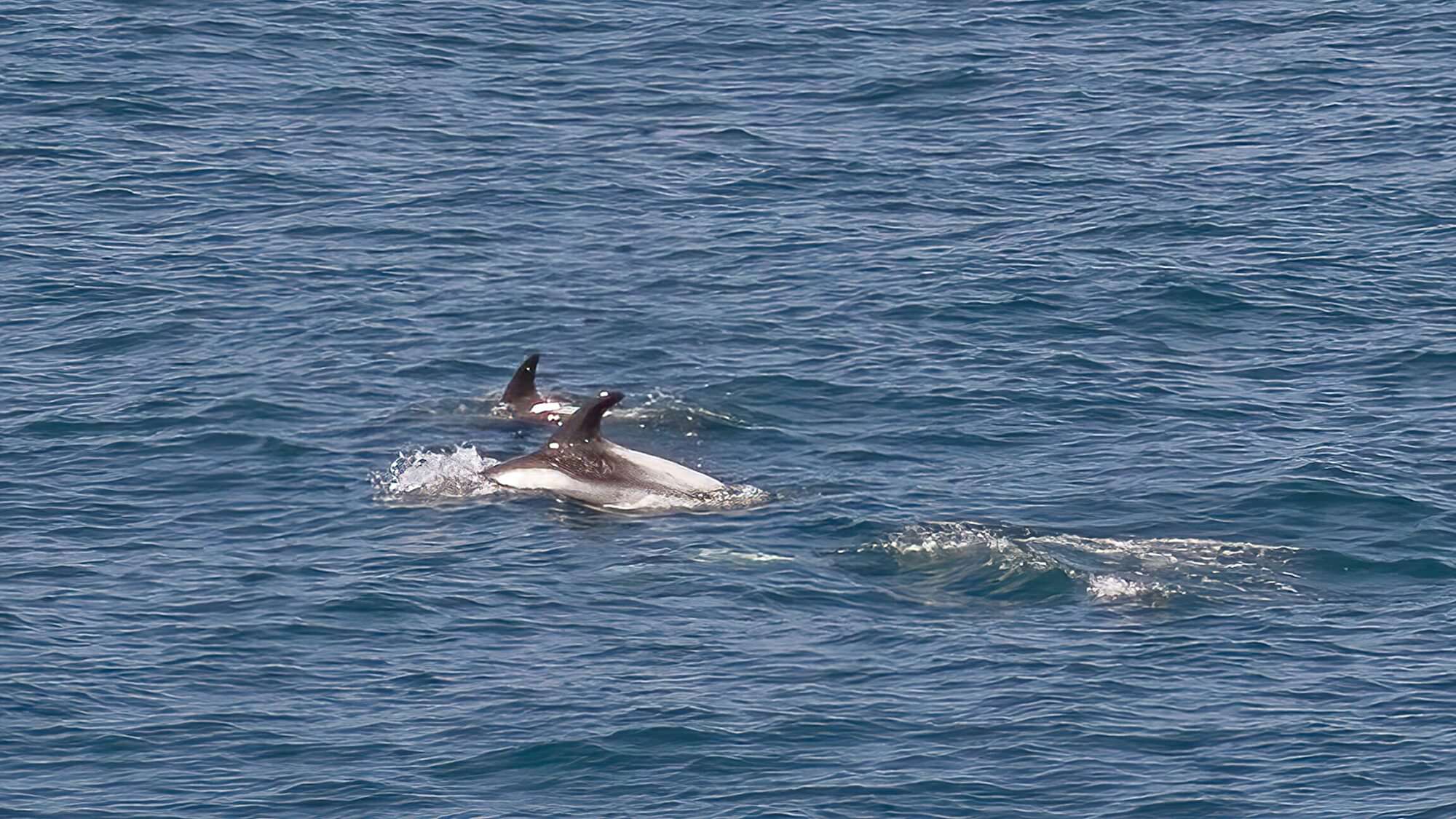 Dolphins & Porpoises of the North Atlantic | Adventure Canada