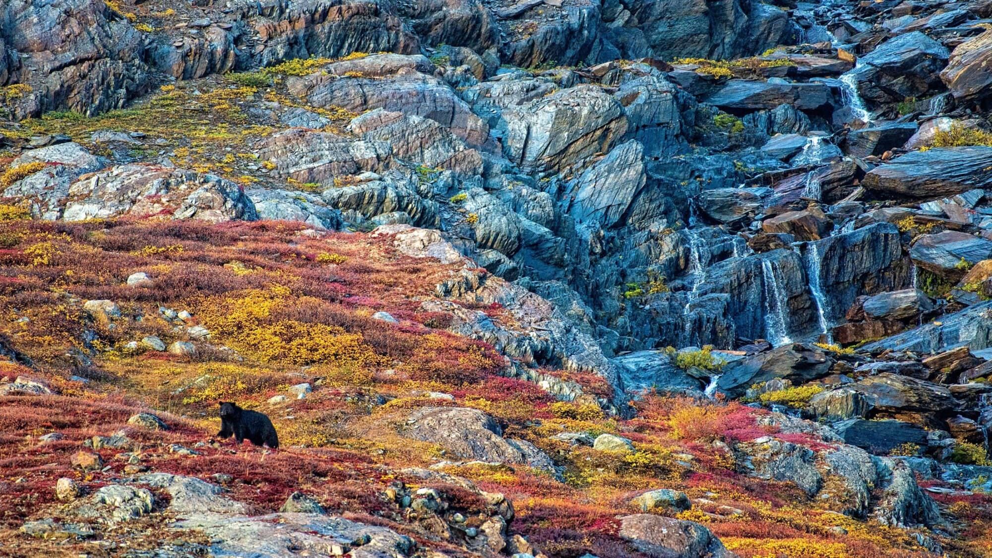 Prowling with Bears on the Labrador Coast | Adventure Canada
