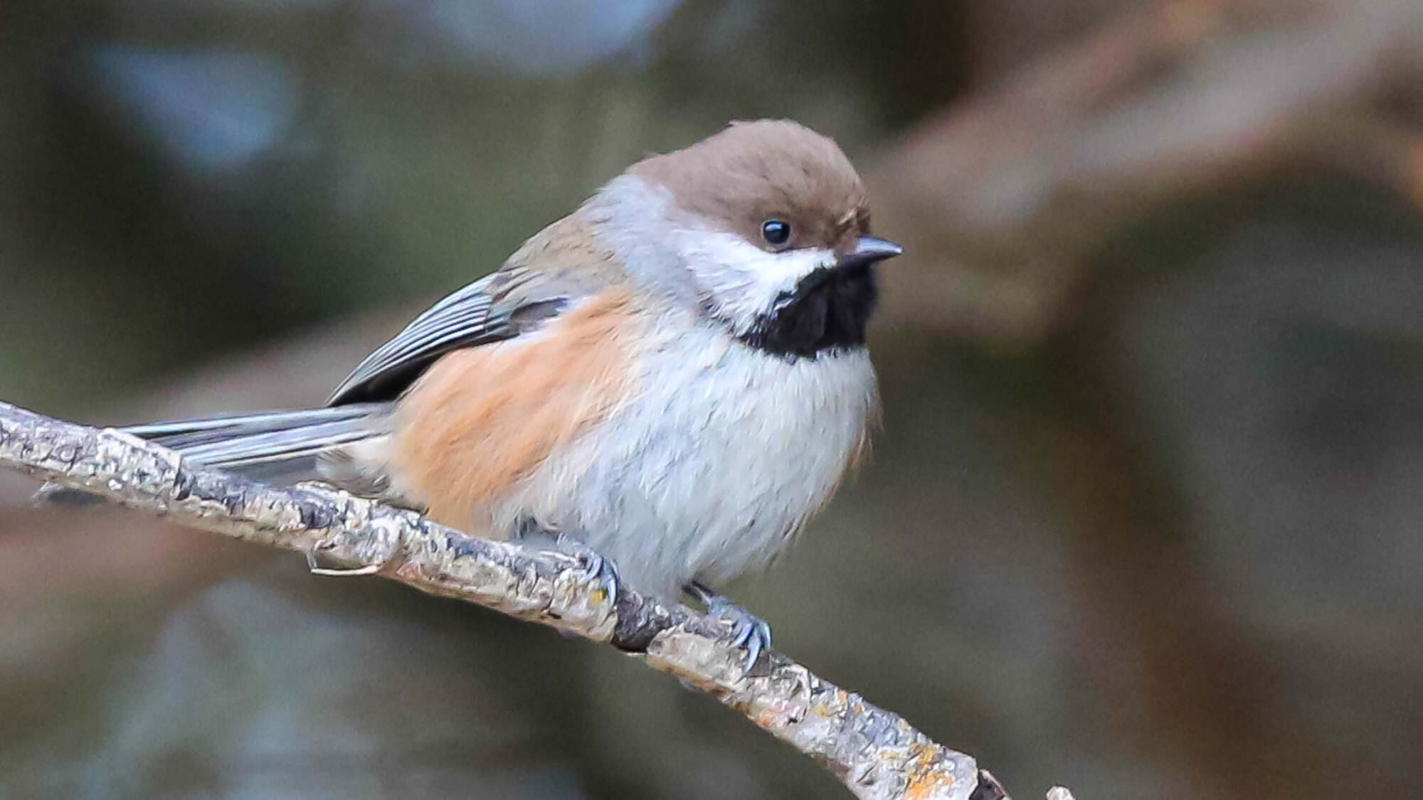 Eighteen Birds to Spot in Atlantic Canada | Adventure Canada