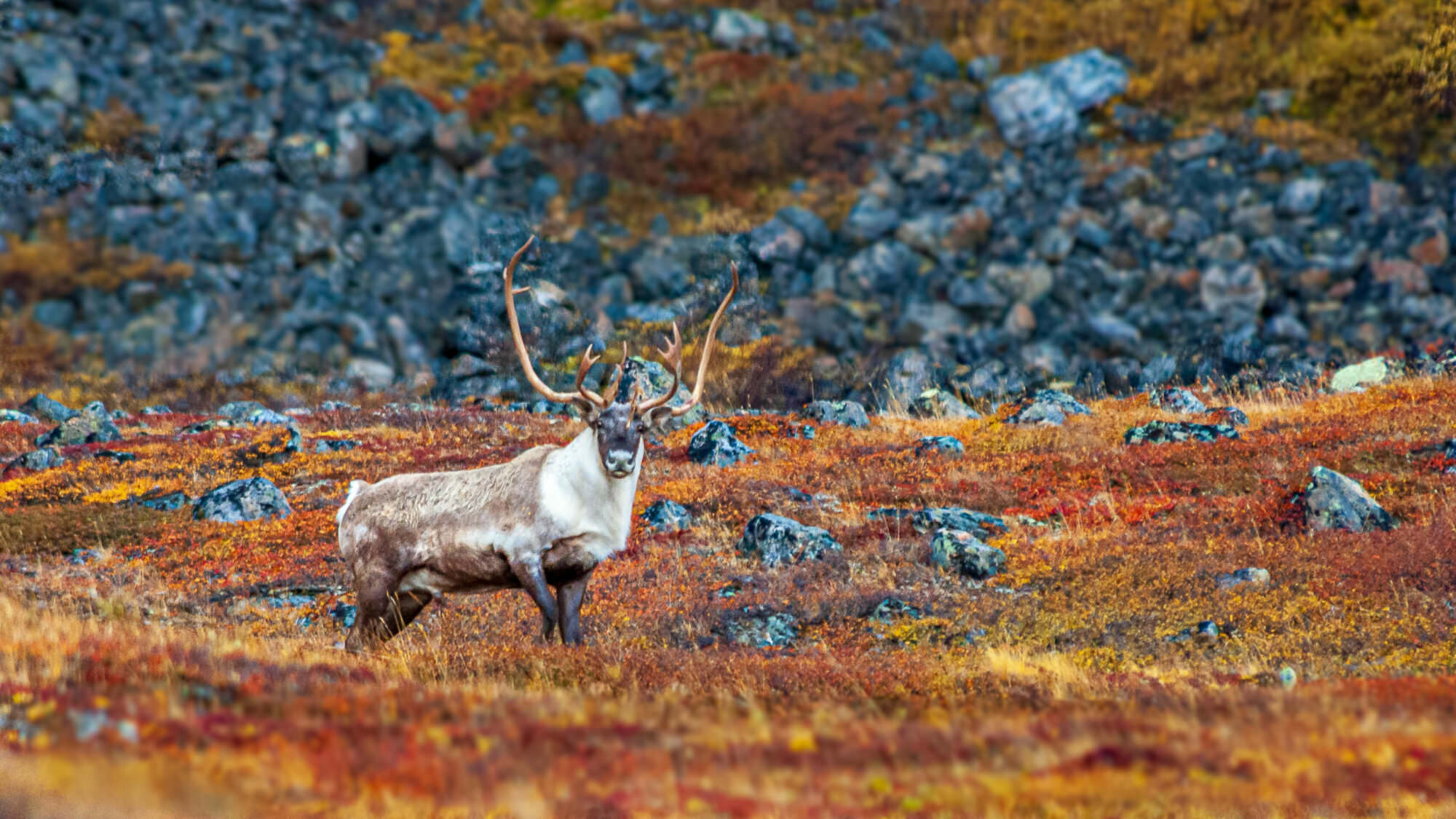 Torngat Mountains National Park: A Treasured Gift to Canada | Adventure ...