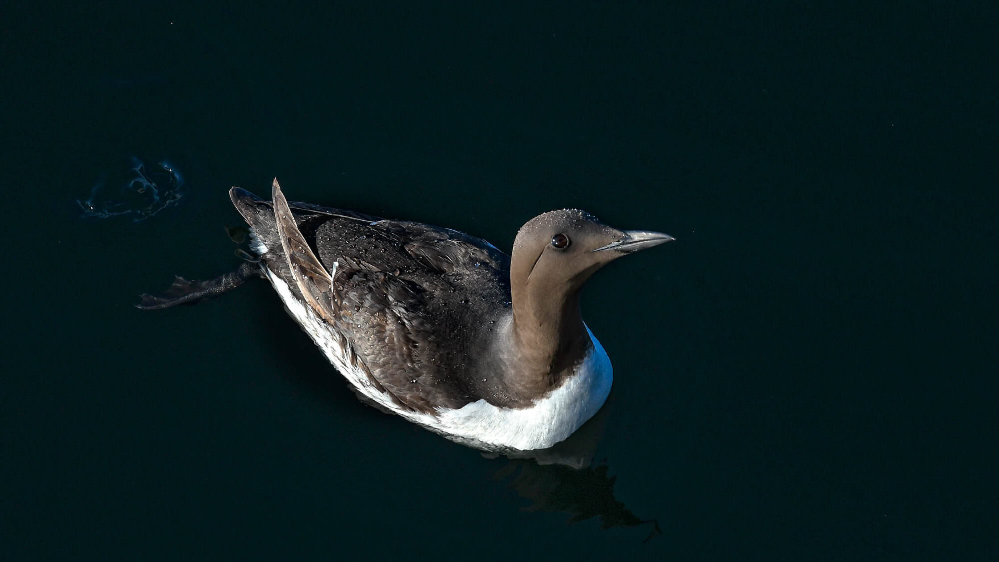 Eighteen Birds to Spot in Atlantic Canada | Adventure Canada