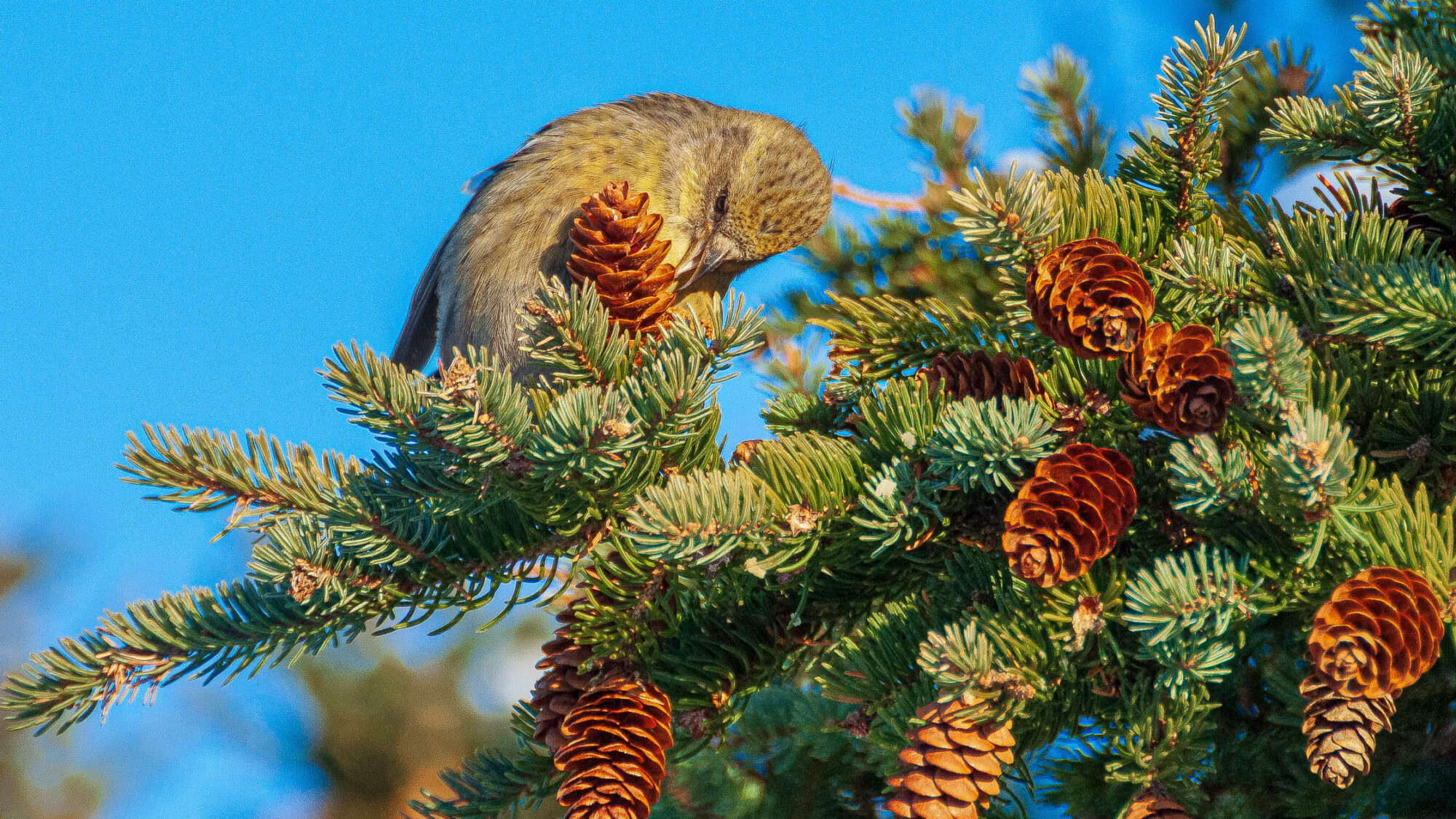 Eighteen Birds to Spot in Atlantic Canada | Adventure Canada
