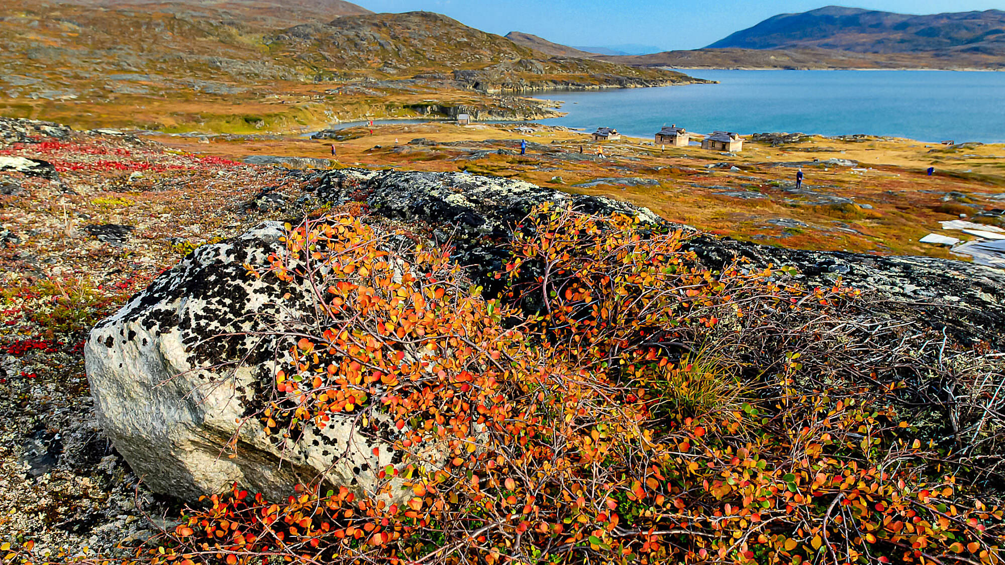 Arctic Wonders: Tiny Plants of the Tundra and How They Survive ...