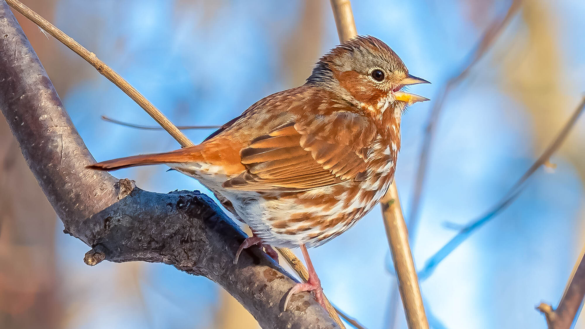 Eighteen Birds to Spot in Atlantic Canada | Adventure Canada