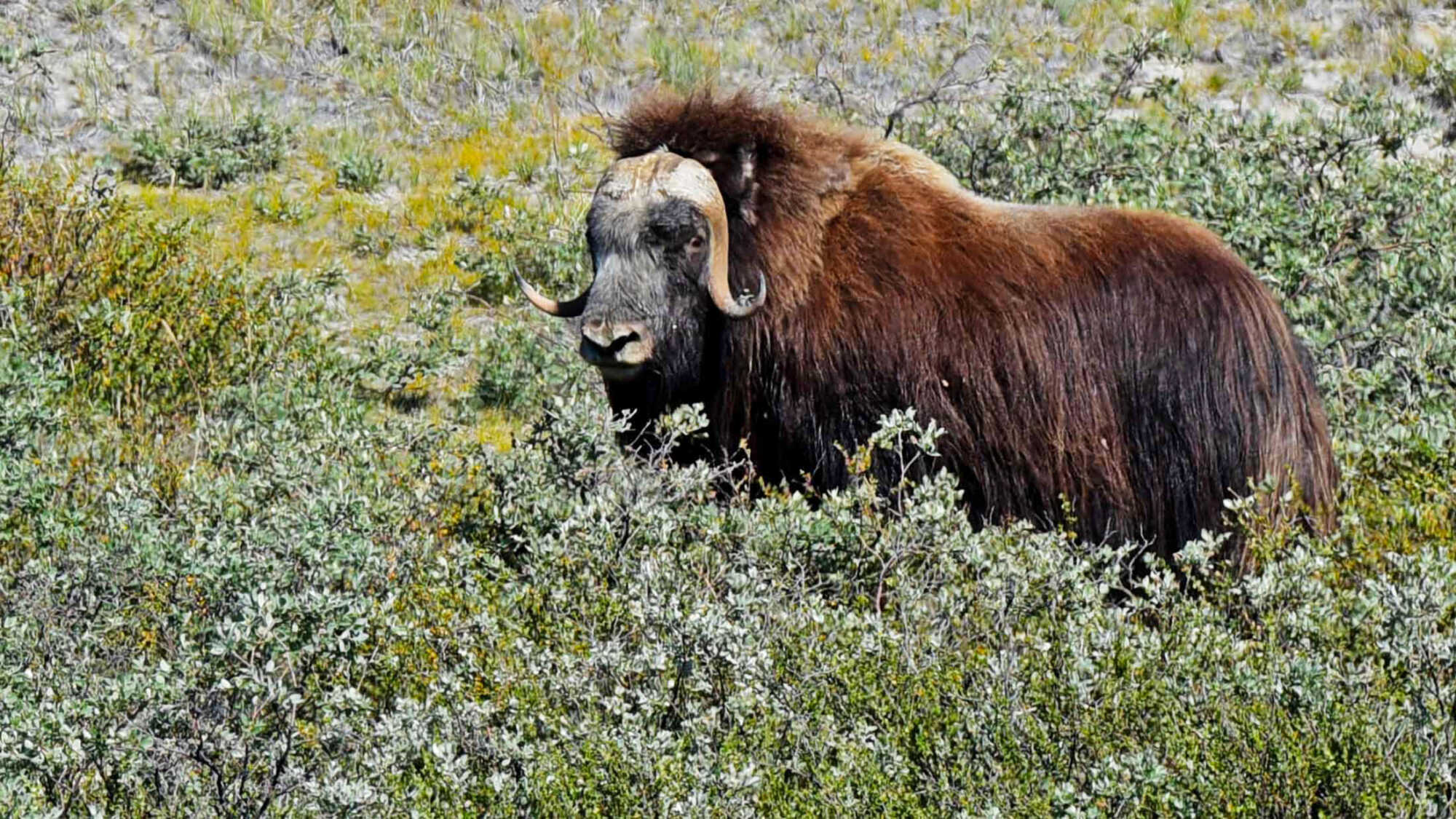 Meet the Arctic’s Five Most Charming Creatures | Adventure Canada