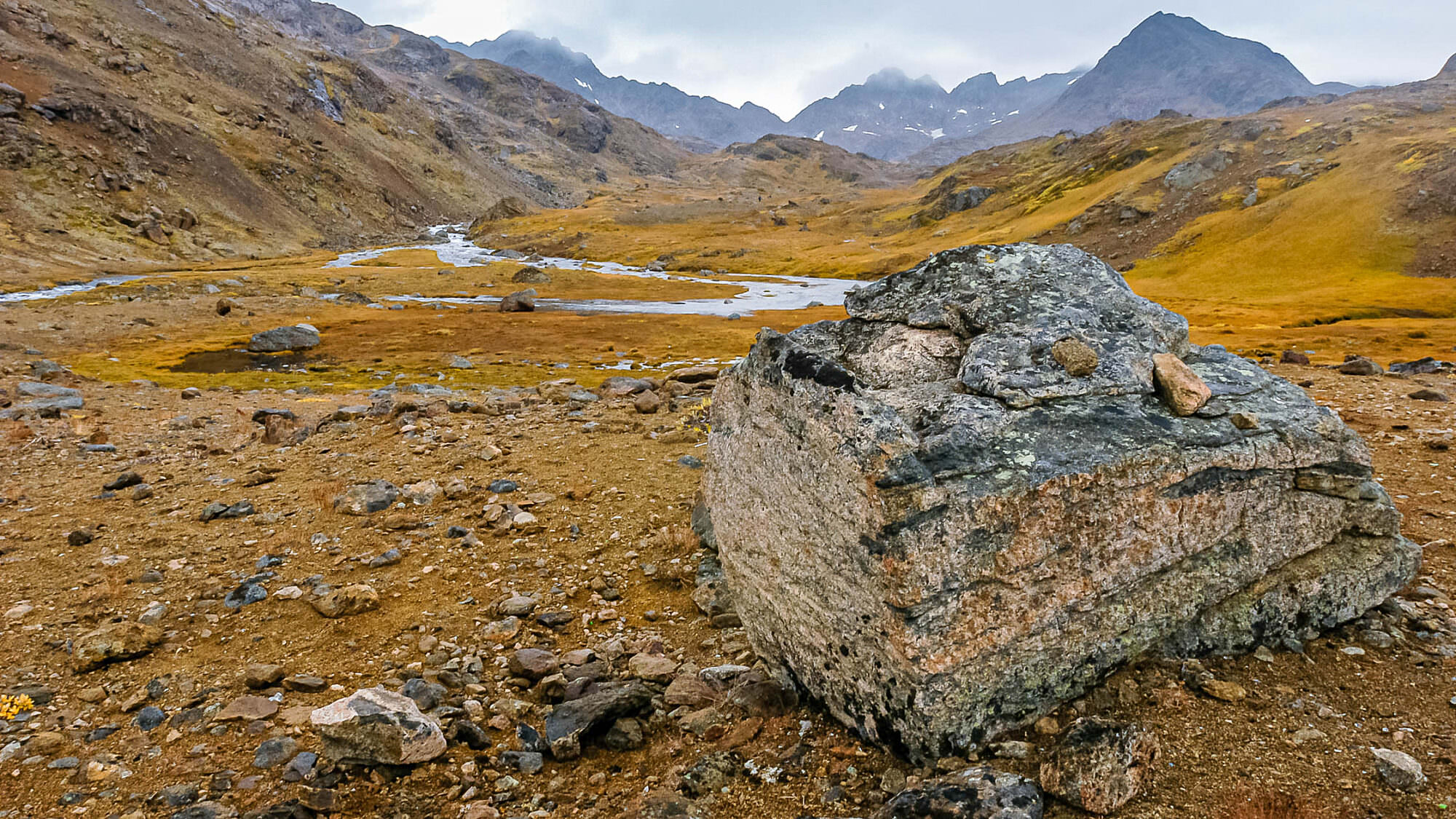 Arctic Wonders: Tiny Plants of the Tundra and How They Survive ...