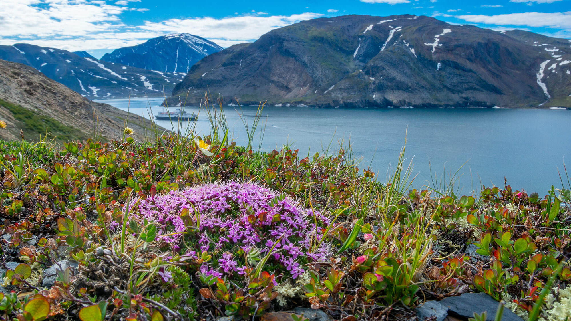 Arctic Wonders: Tiny Plants of the Tundra and How They Survive ...