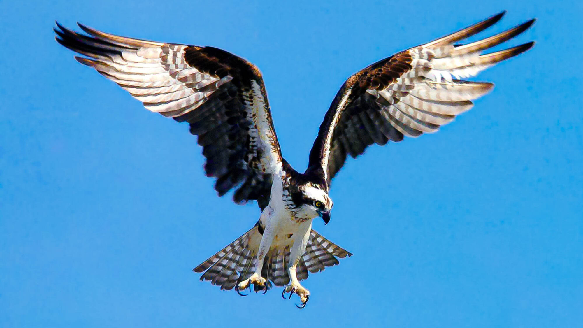 Eighteen Birds to Spot in Atlantic Canada | Adventure Canada