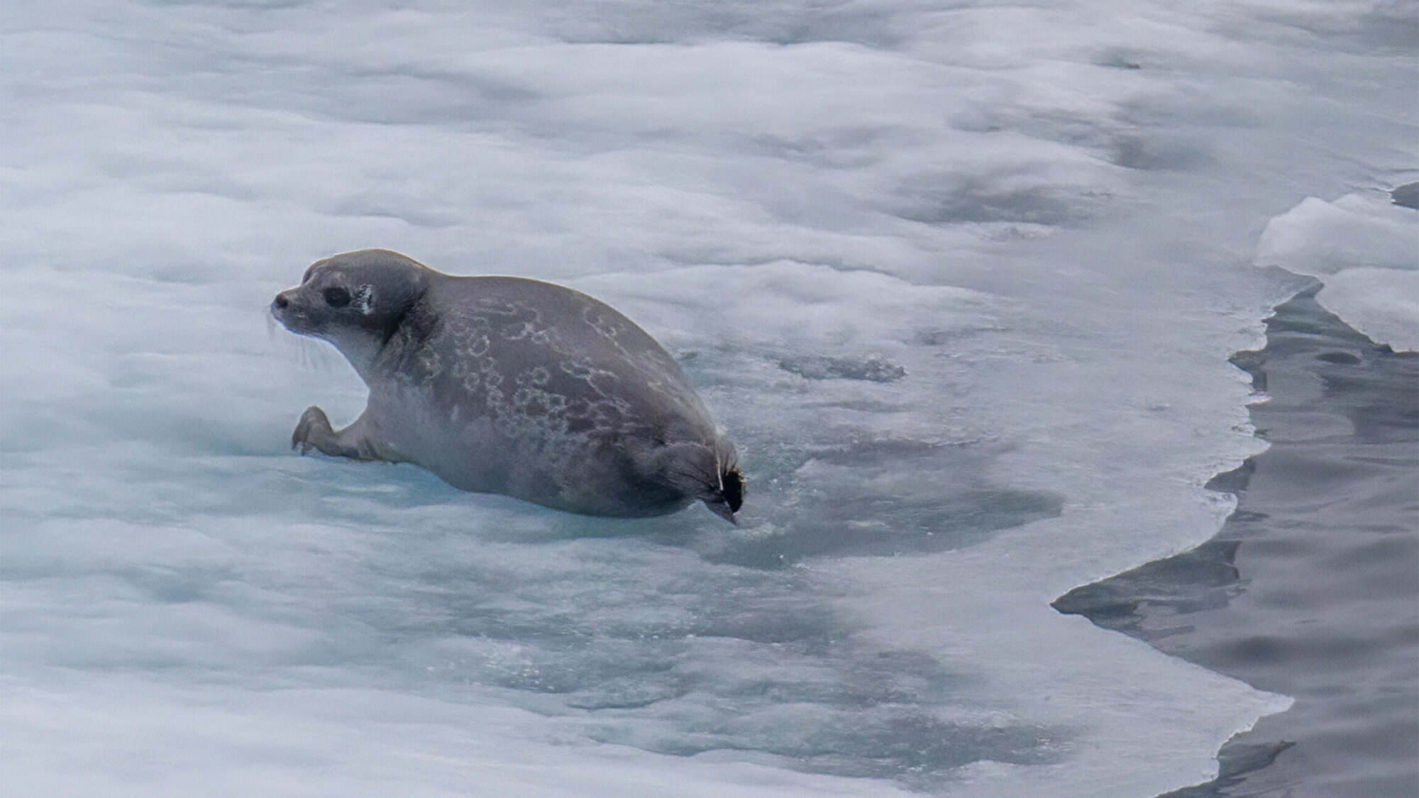 Seals of Atlantic Canada and the Arctic: Five Fin-Footed Friends to ...