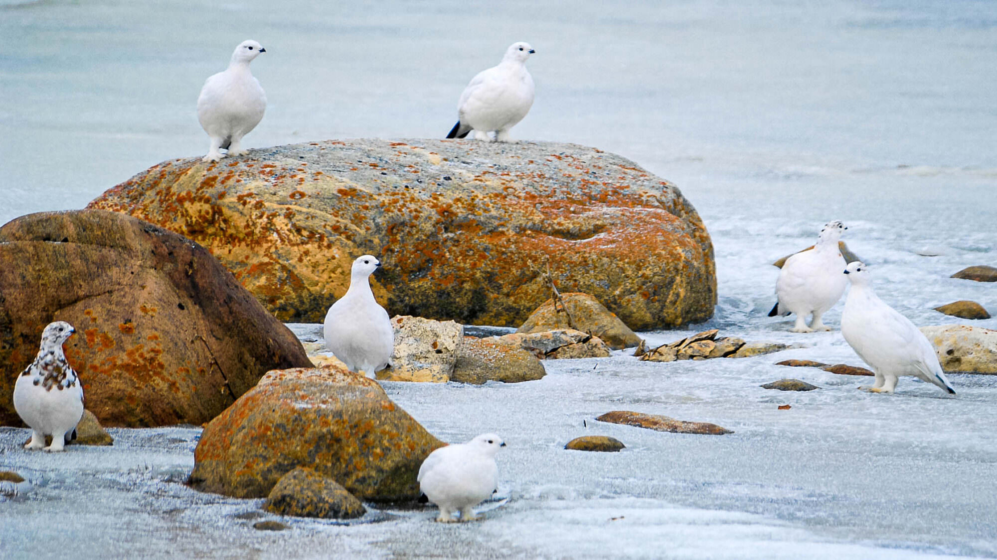 Coping with the Cold: Strategies of Arctic Birds and Mammals ...