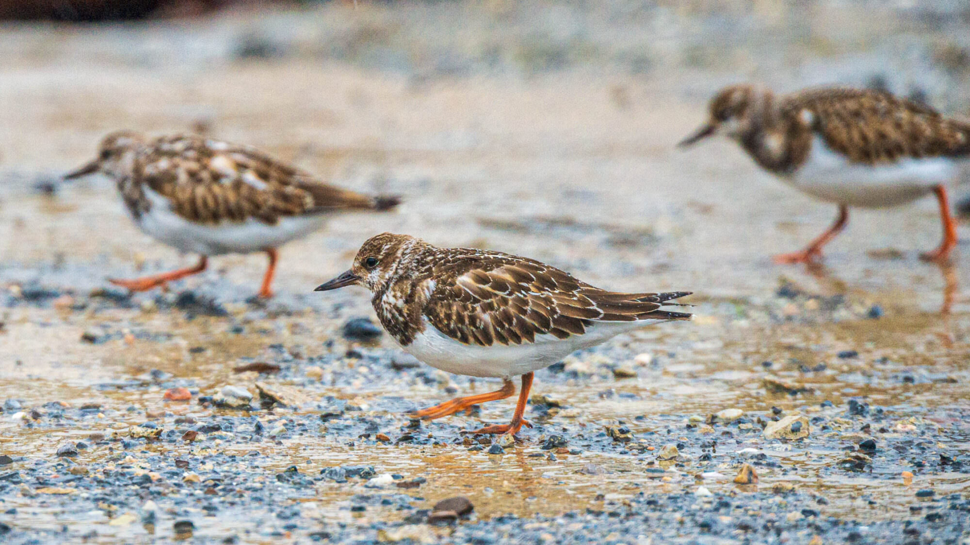 Eighteen Birds to Spot in Atlantic Canada | Adventure Canada