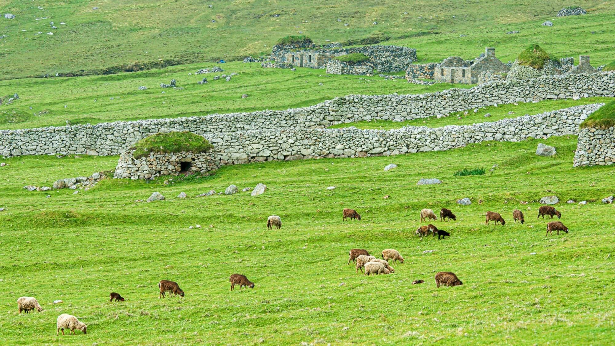 St. Kilda: A World Apart | Adventure Canada
