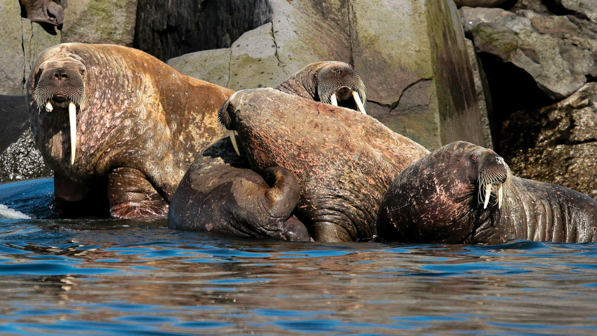 Ten Must-Dos and Must-Sees on Heart of the Arctic | Adventure Canada