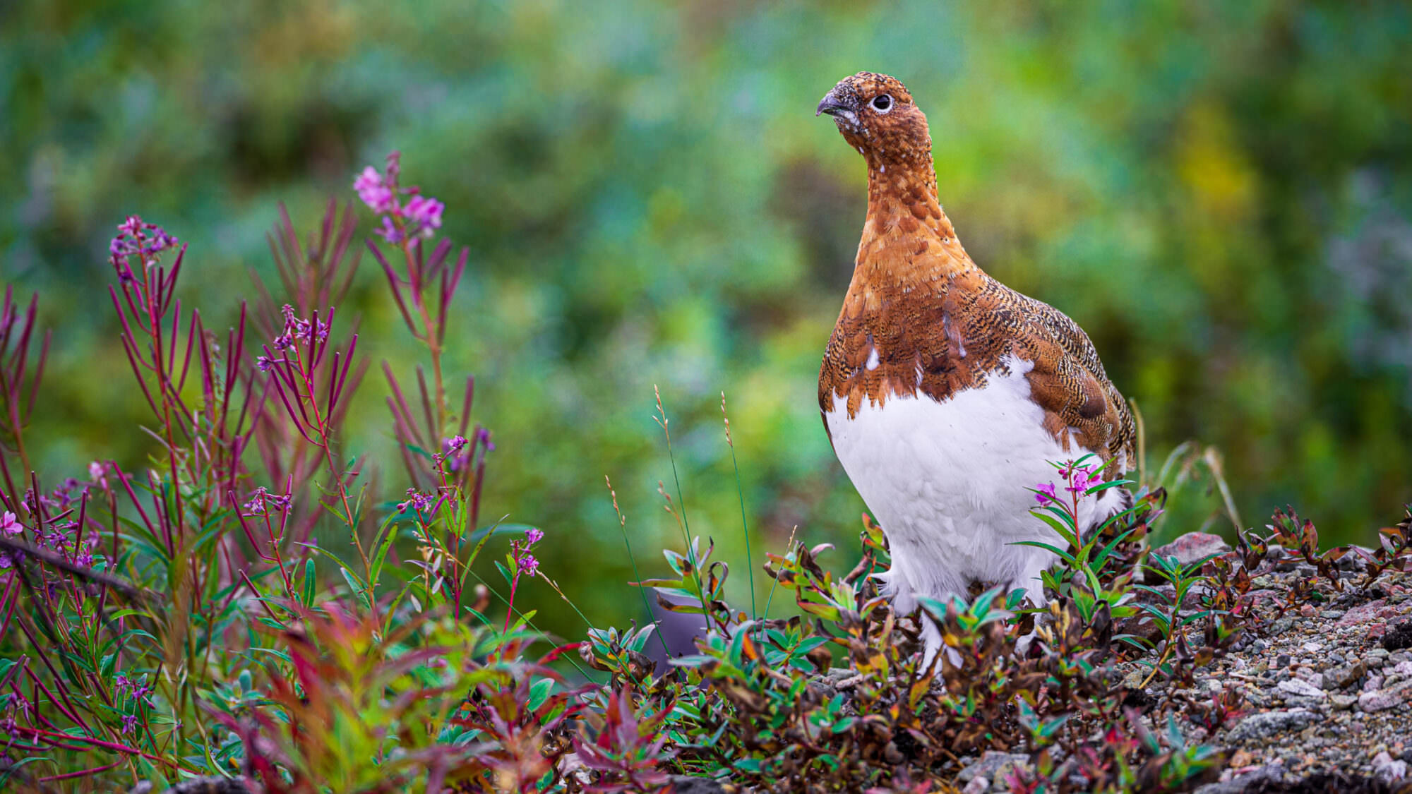 Eighteen Birds to Spot in Atlantic Canada | Adventure Canada