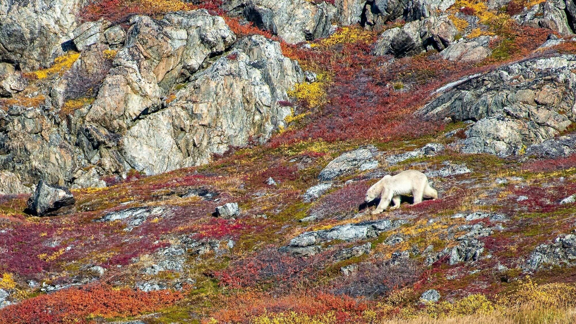 Nine Reasons to Visit Torngat Mountains National Park | Adventure Canada