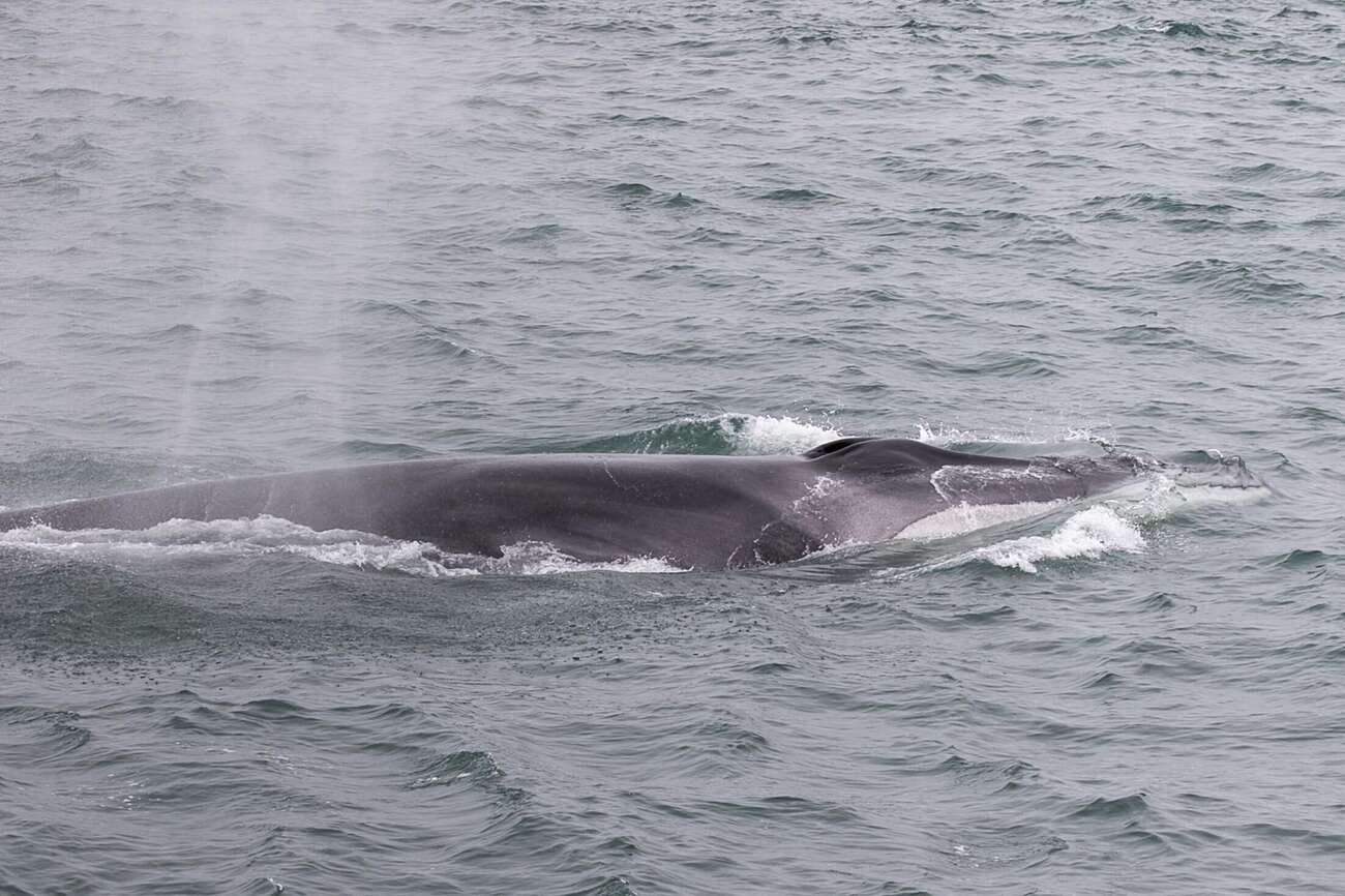 Whales of the North Atlantic | Adventure Canada