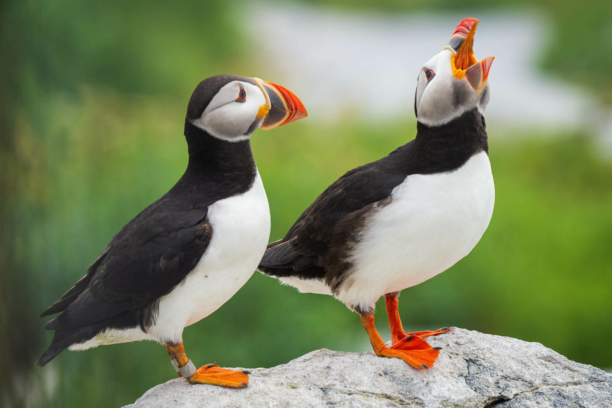 Seventeen Arctic Birds to Search for on Iceland to Greenland: In the ...