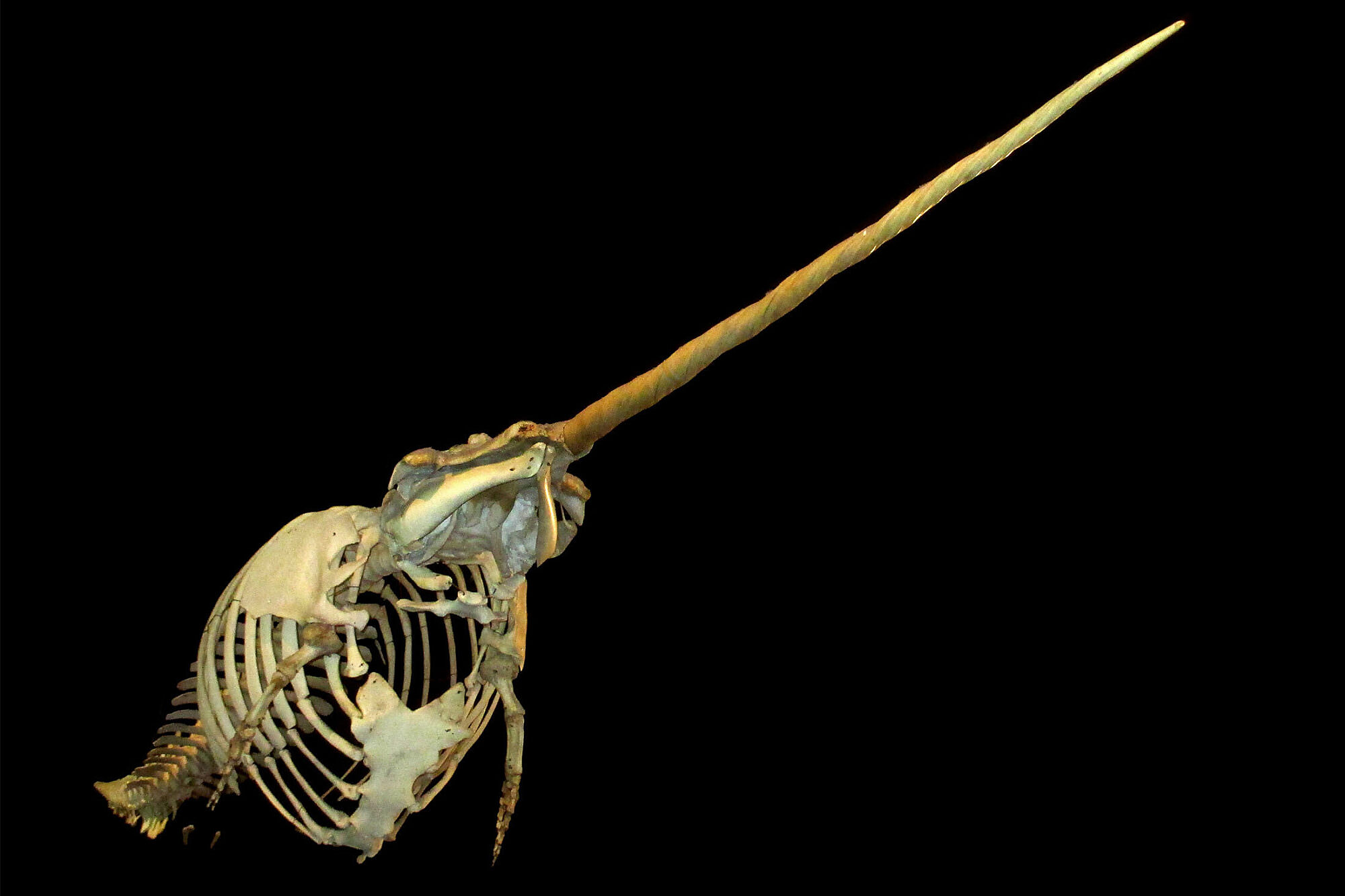 Narwhals: Mysterious Tusked Whales of the Arctic | Adventure Canada