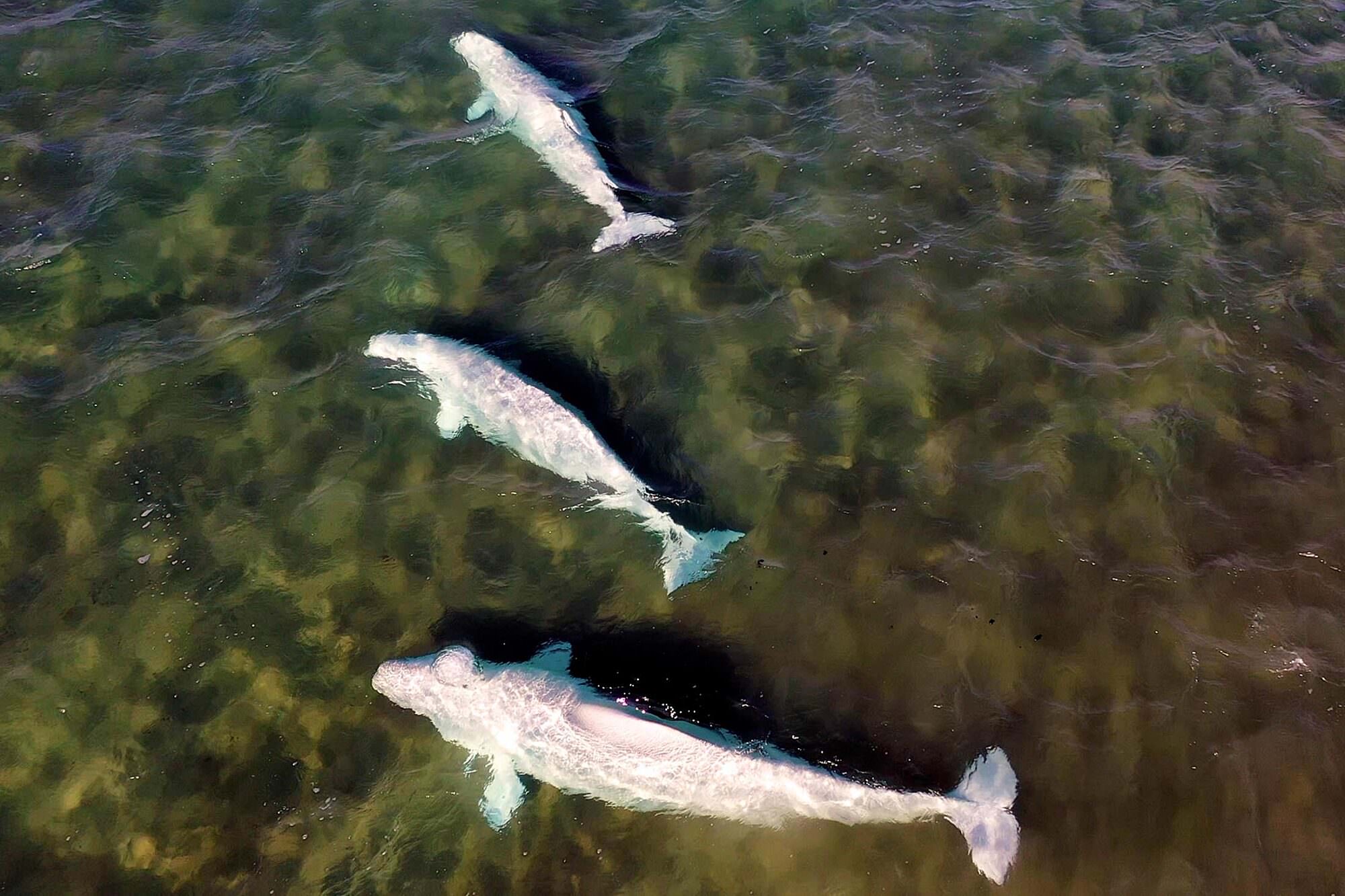 Belugas: Iconic White Whales of the Arctic | Adventure Canada