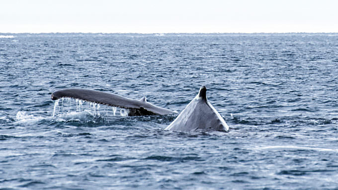 High Arctic Explorer - Small-Ship Expedition Cruise | Adventure Canada