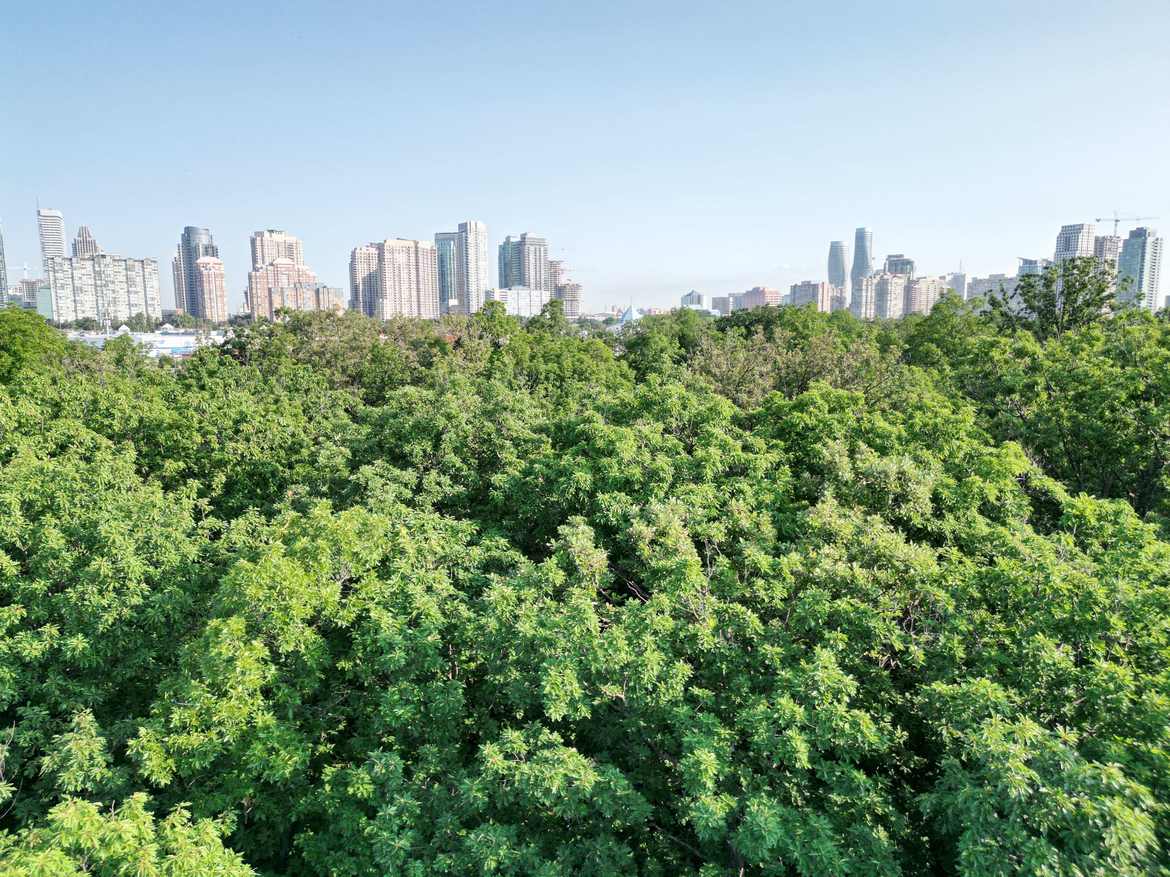 Woodland Risk Tree Mitigation | Woodland Management | City of Mississauga