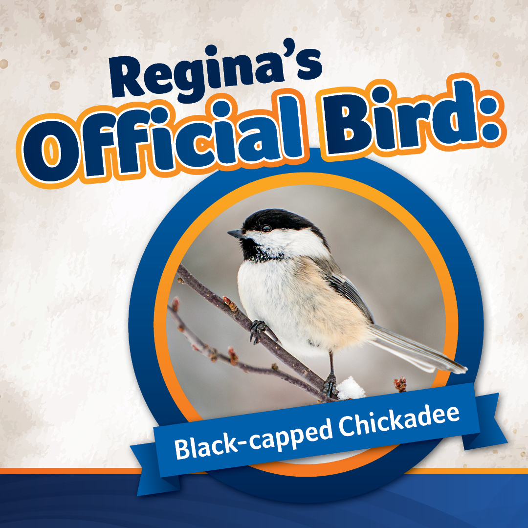 Nominate Regina’s Bird | Bird Friendly City Regina | Be Heard Regina