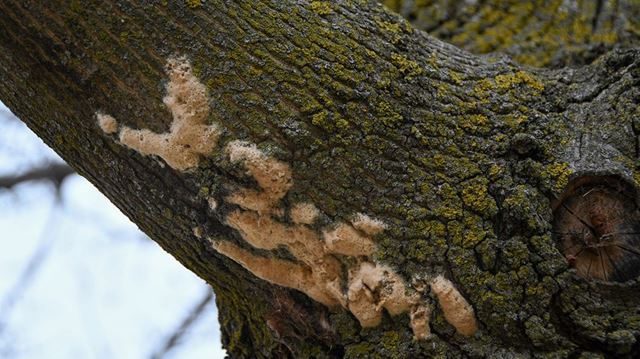 Lymantria dispar dispar (LDD) Moth | Connect CW