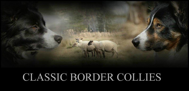 Élevage Classic Border Collies | Eleveurs.ca
