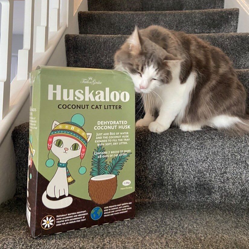 10 alternatives for clay cat litter that work - Espresso Mag