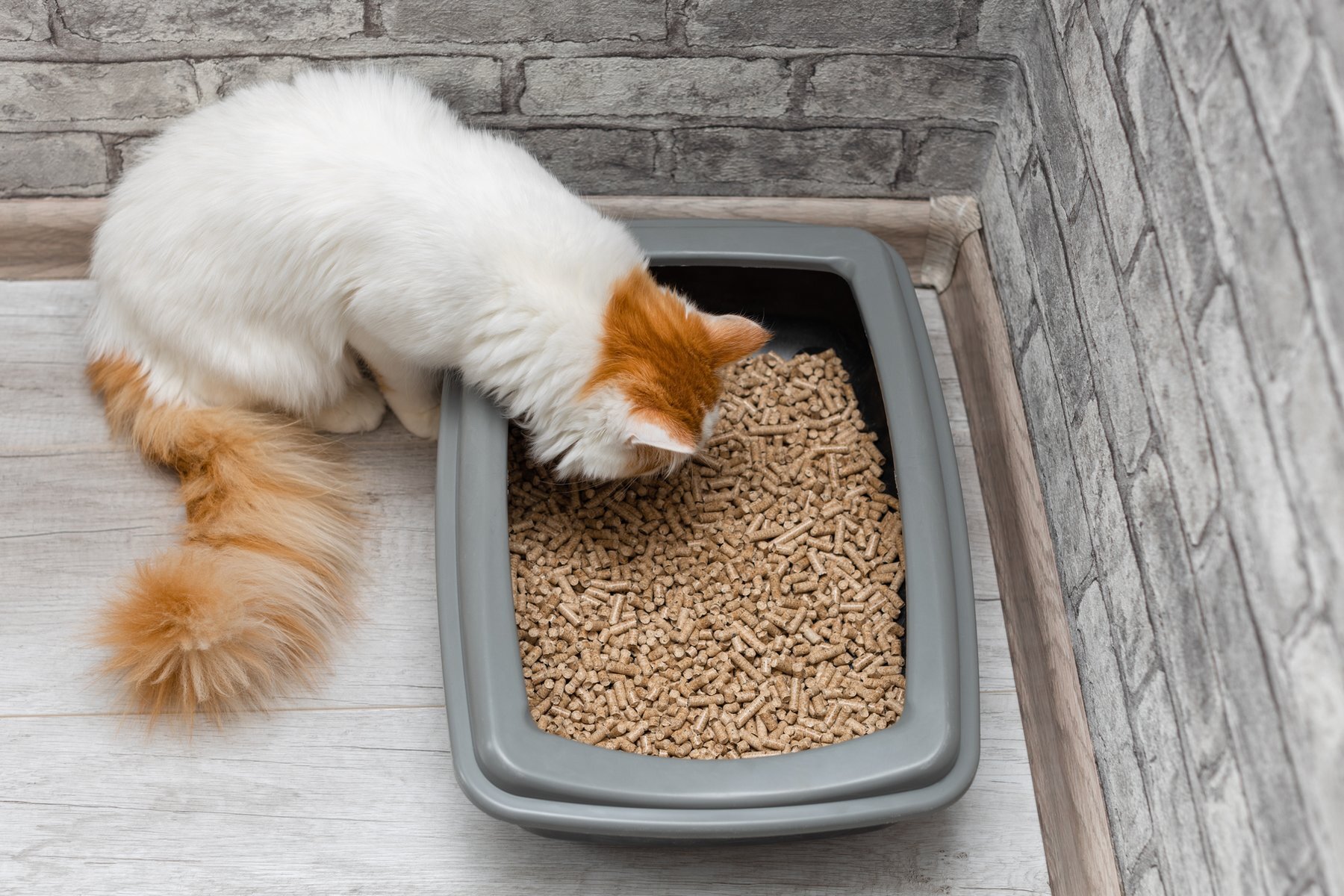 10 alternatives for clay cat litter that work - Espresso Mag
