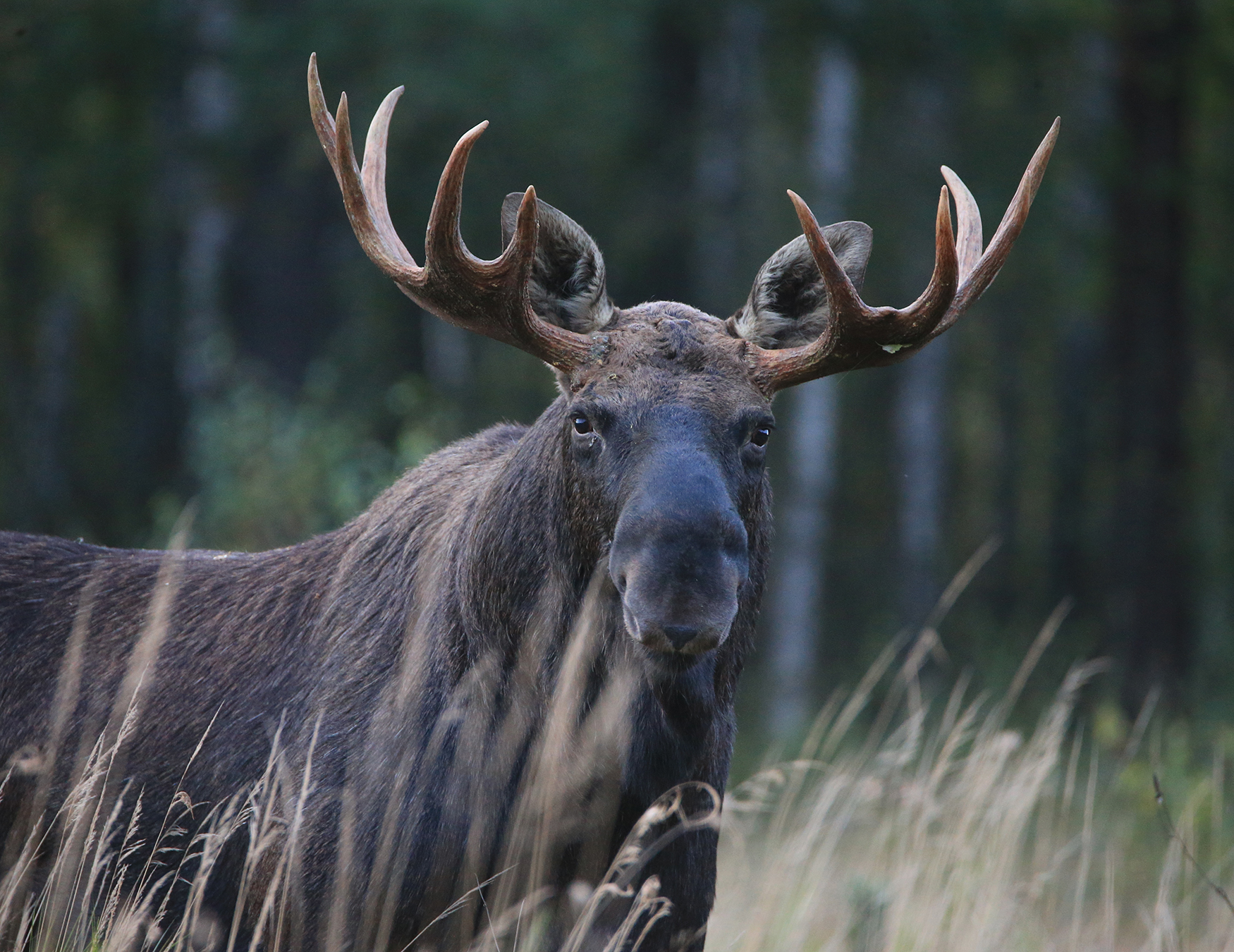 The most dangerous creatures for humans - Espresso Mag