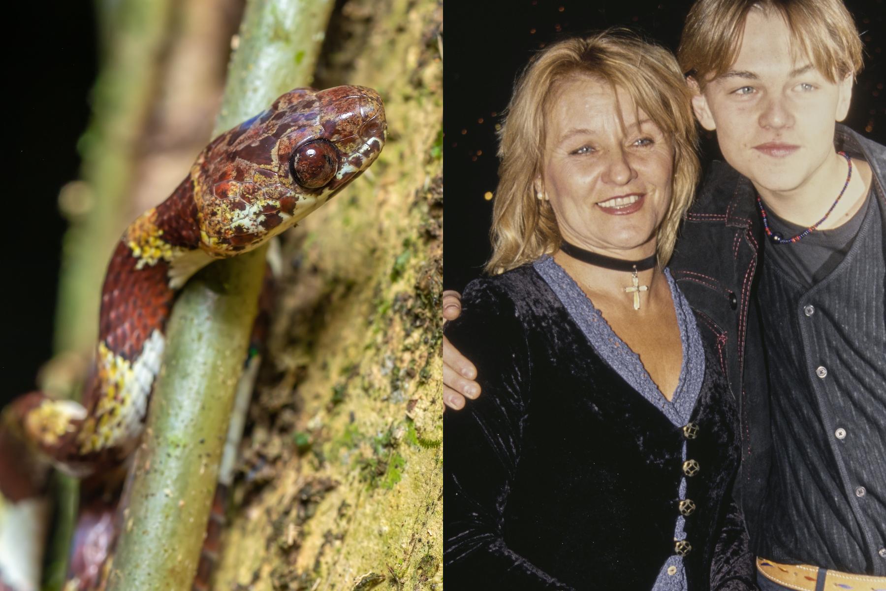 20 animal species named after celebrities - Espresso Mag