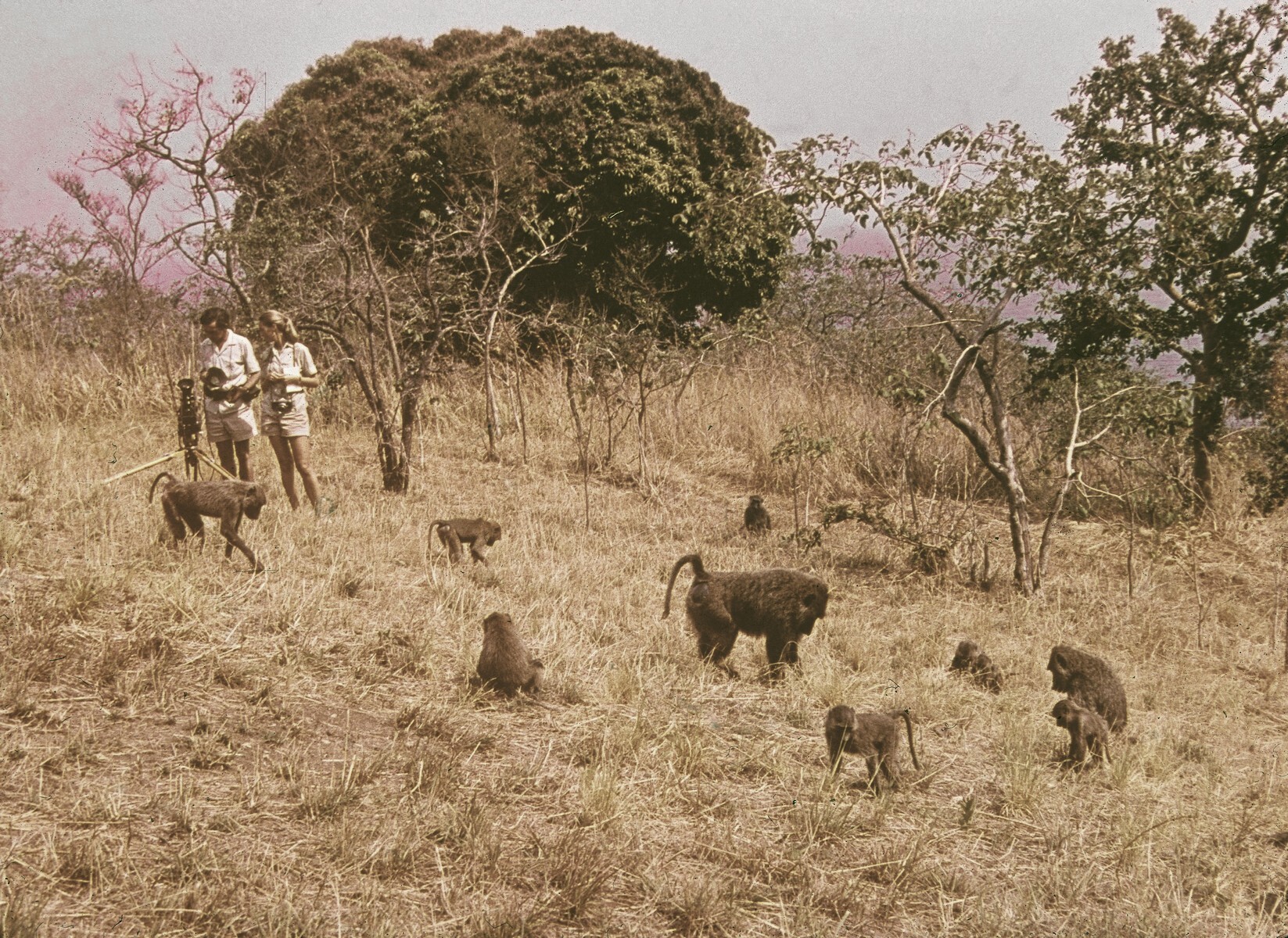 Jane Goodall, une vie au service des chimpanzés et de la nature ...