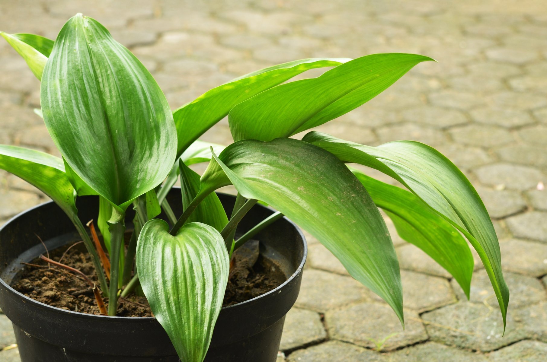 20 beautiful houseplants that are safe for your pet - Espresso Mag