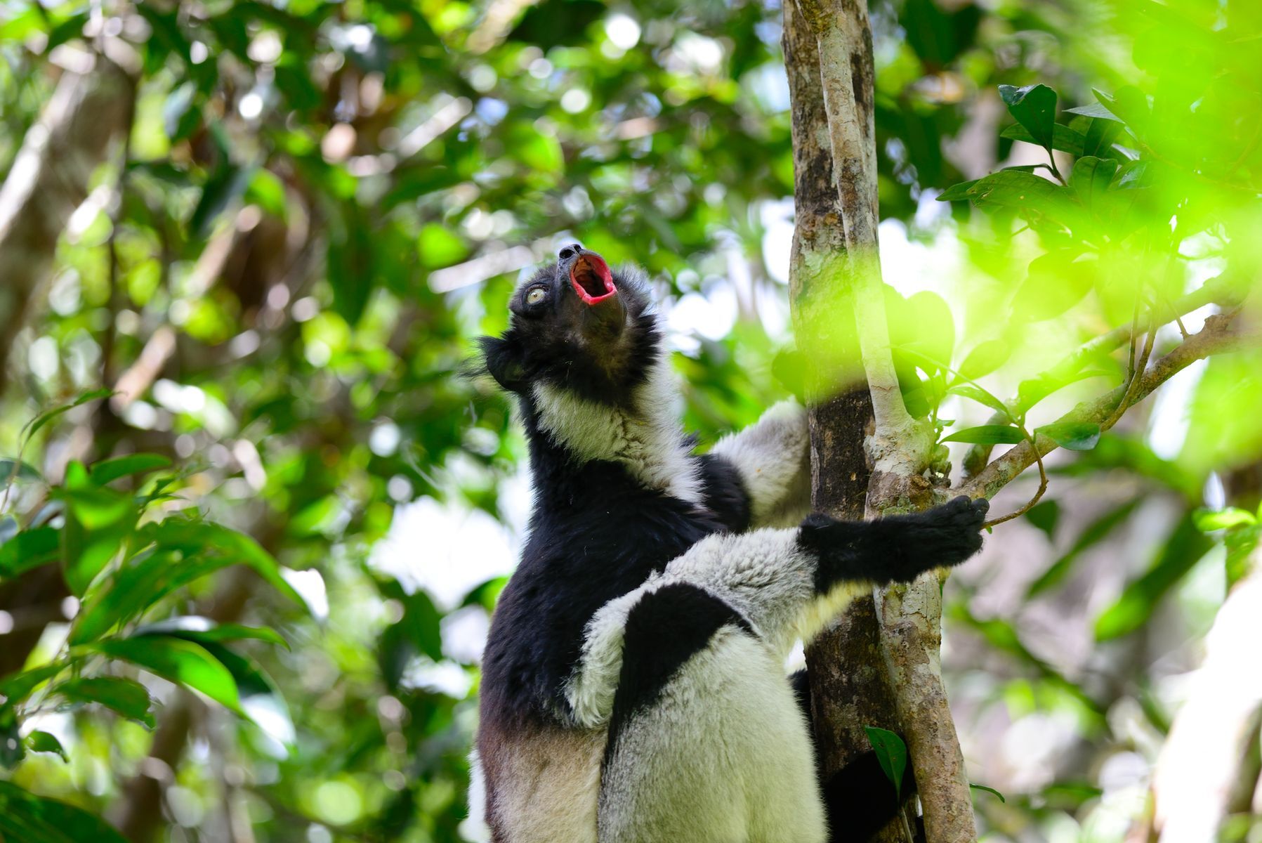 15 facts about the lemurs of Madagascar - Espresso Mag