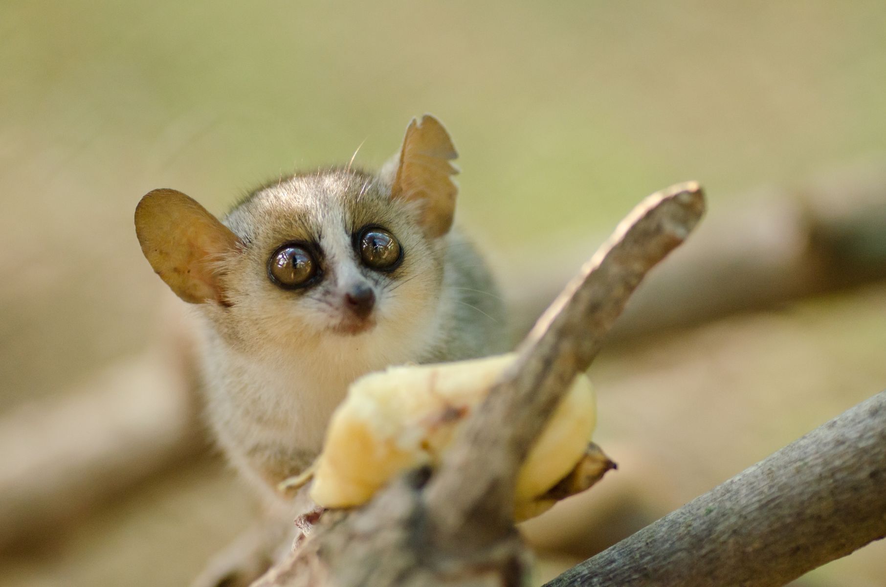 15 facts about the lemurs of Madagascar - Espresso Mag