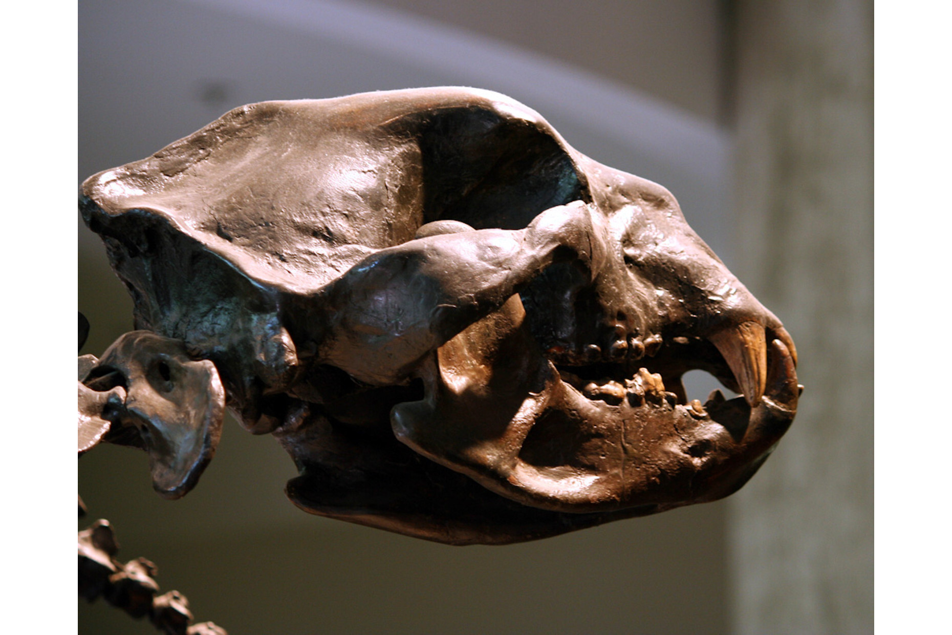 The most bizarre prehistoric animals you never knew existed - Espresso Mag