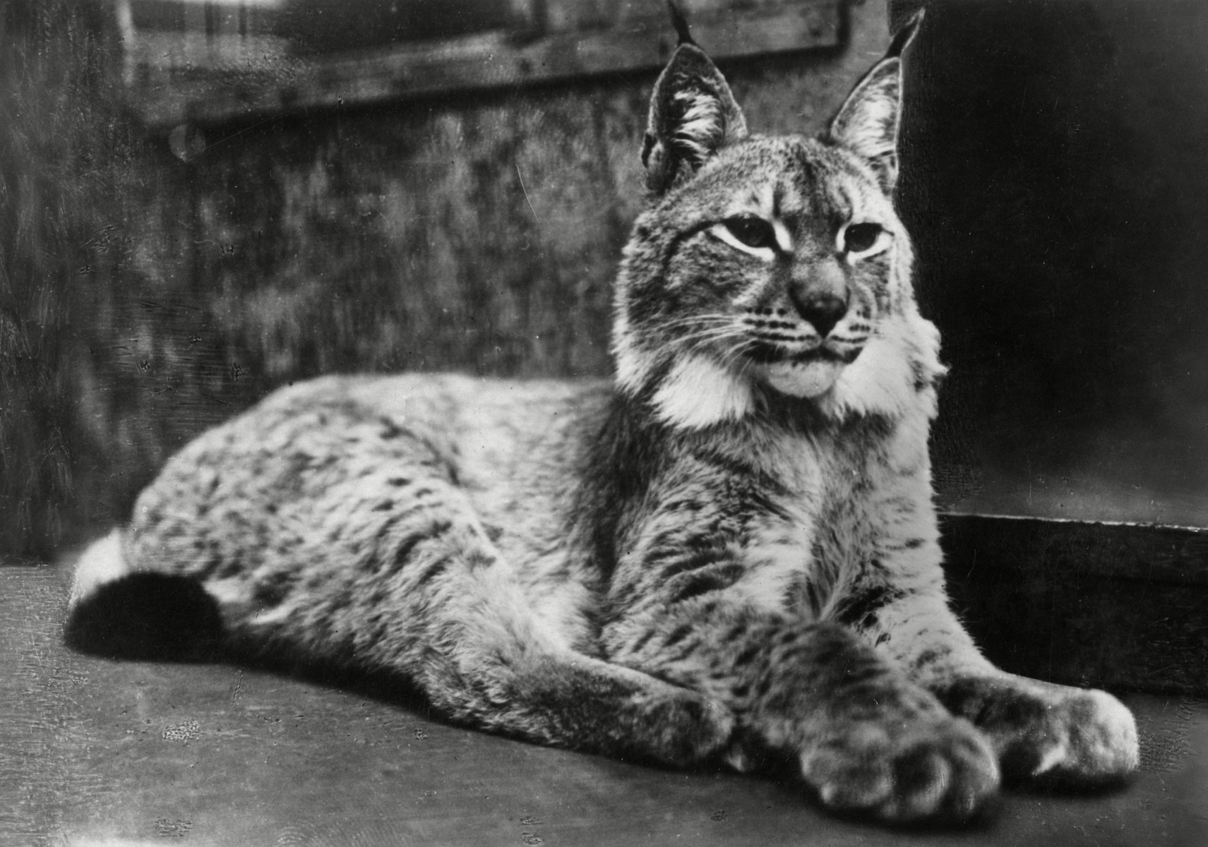 Historical pictures of old zoos from the last centuries - Espresso Mag