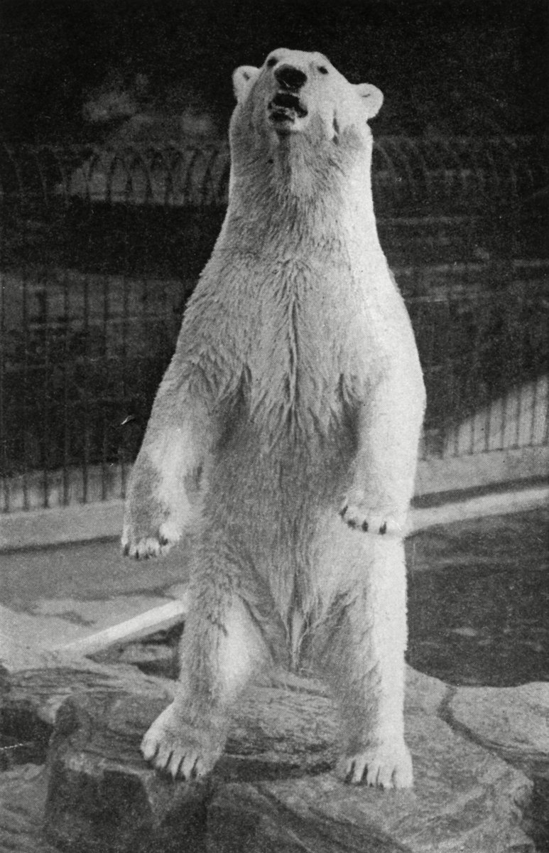 Historical pictures of old zoos from the last centuries - Espresso Mag