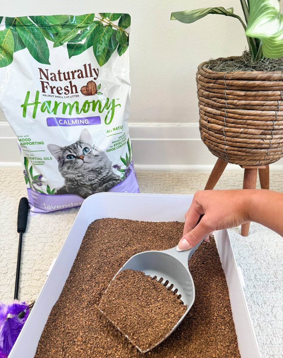 10 alternatives for clay cat litter that work - Espresso Mag