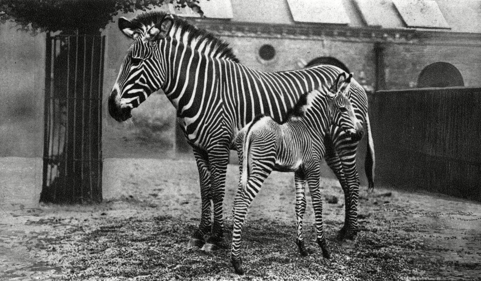 Historical pictures of old zoos from the last centuries - Espresso Mag