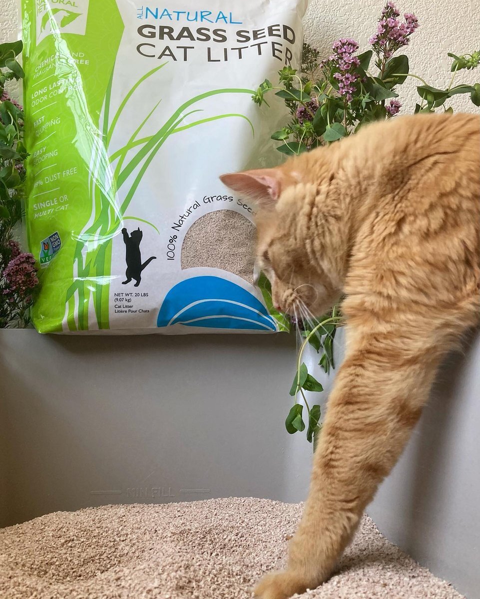10 alternatives for clay cat litter that work - Espresso Mag