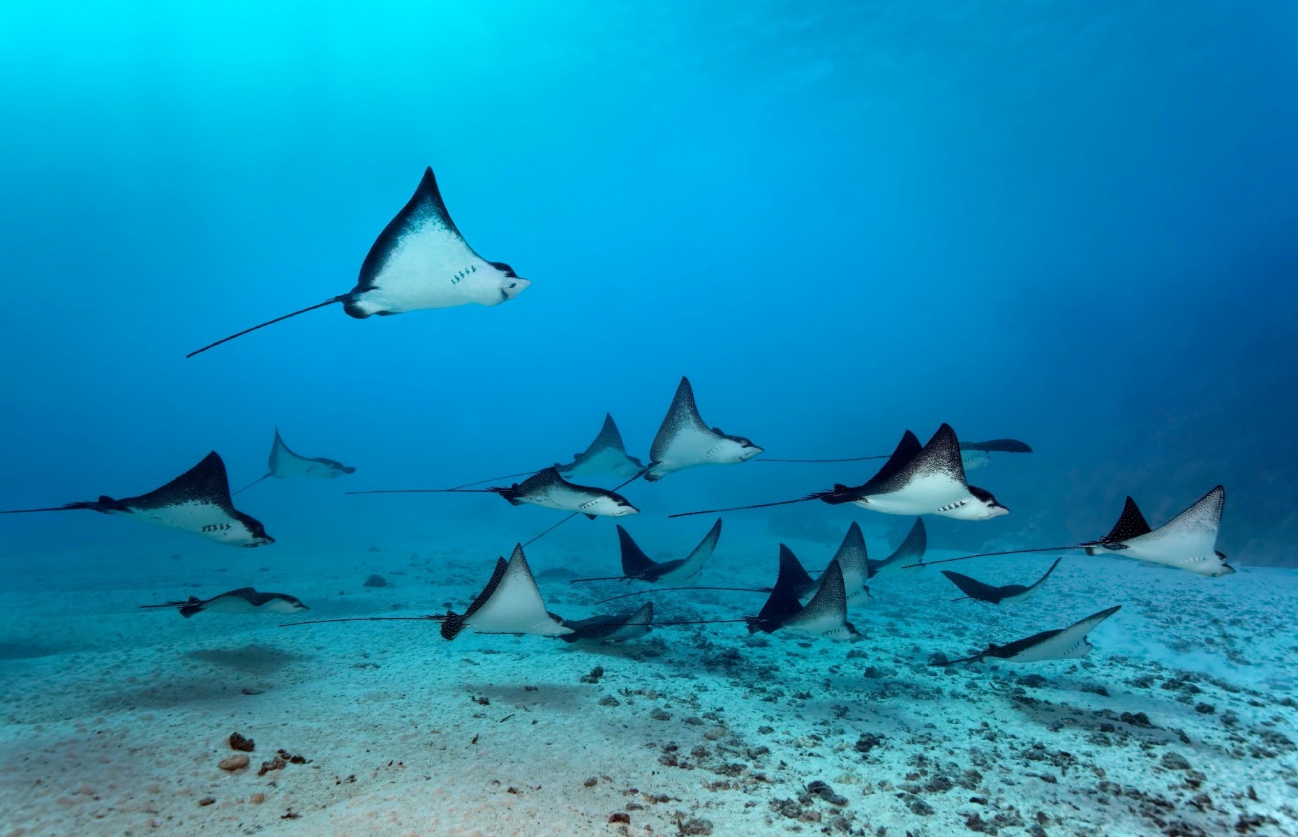 Otherworldly photos of the deep sea - Espresso Mag