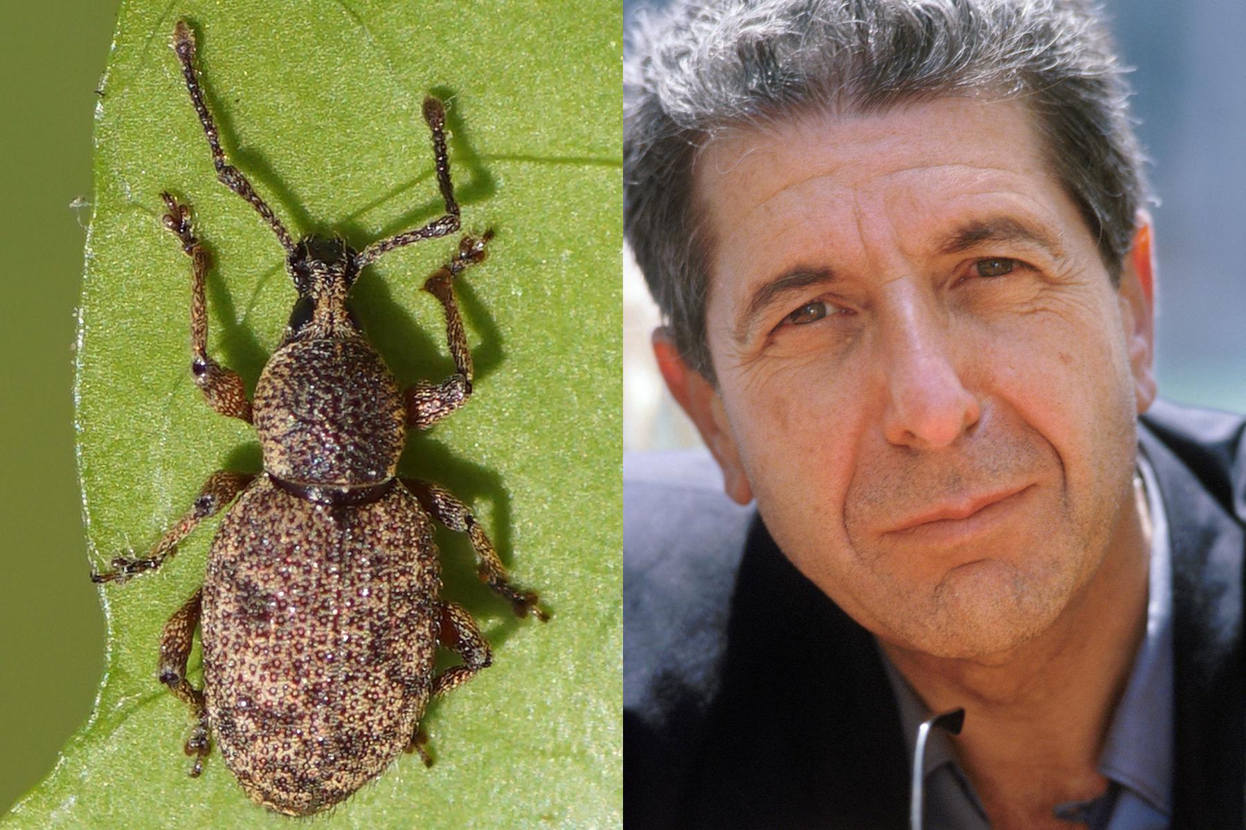 20 animal species named after celebrities - Espresso Mag